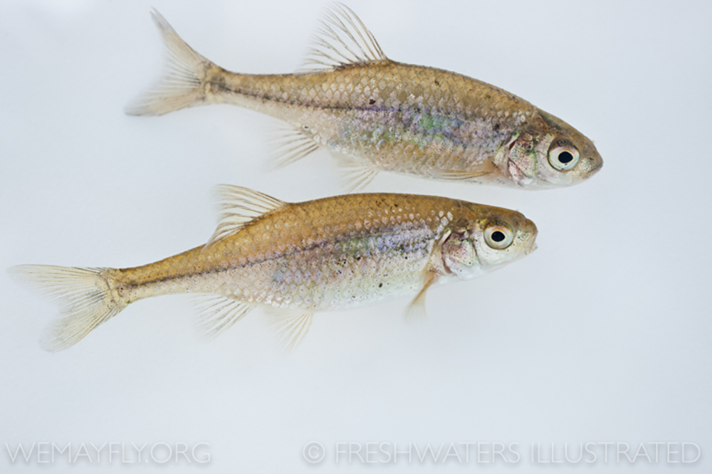 Oregon Chub | Oregon Sea Grant | Oregon State University