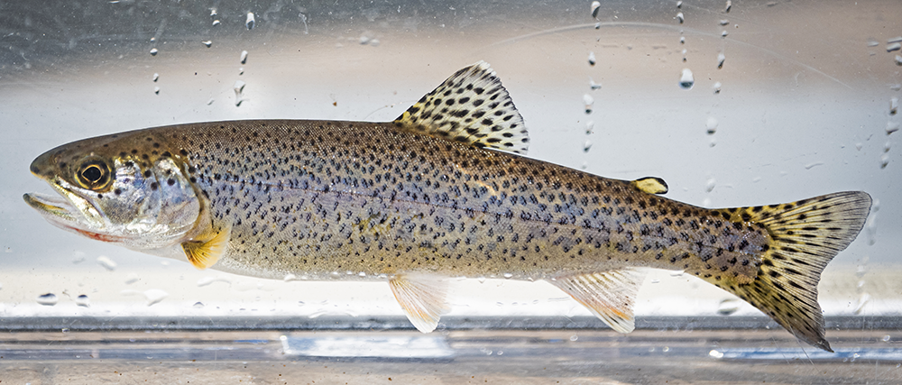 Coastal Cutthroat Trout | Oregon Sea Grant | Oregon State University