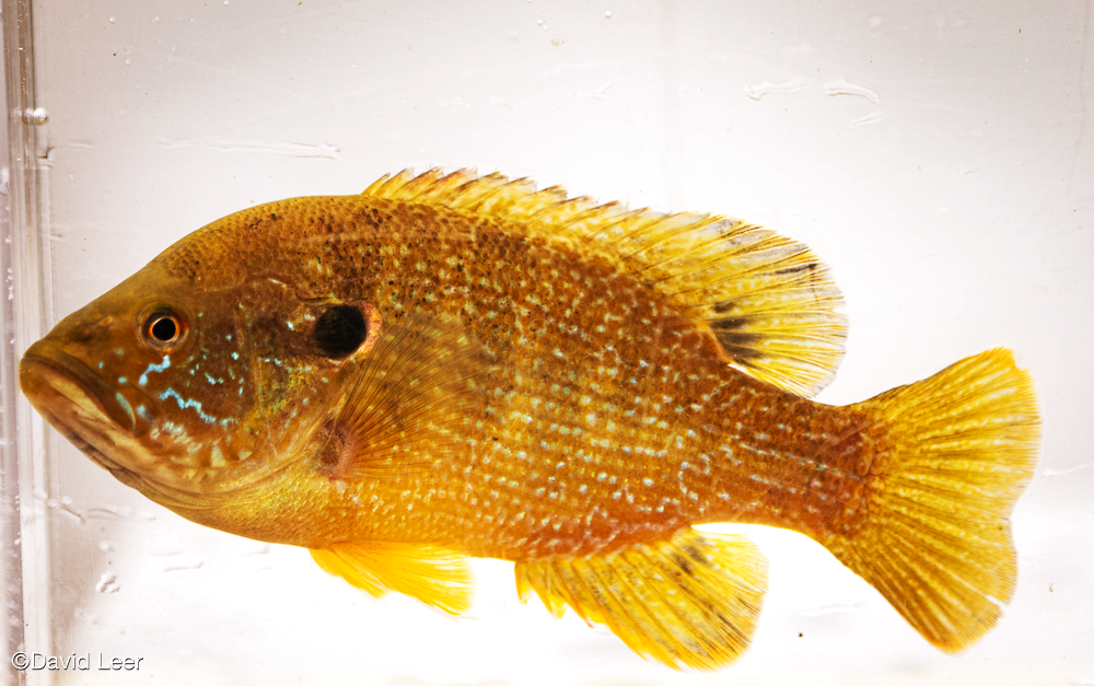 Green Sunfish | Oregon Sea Grant | Oregon State University