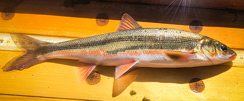 Peamouth | Oregon Sea Grant | Oregon State University