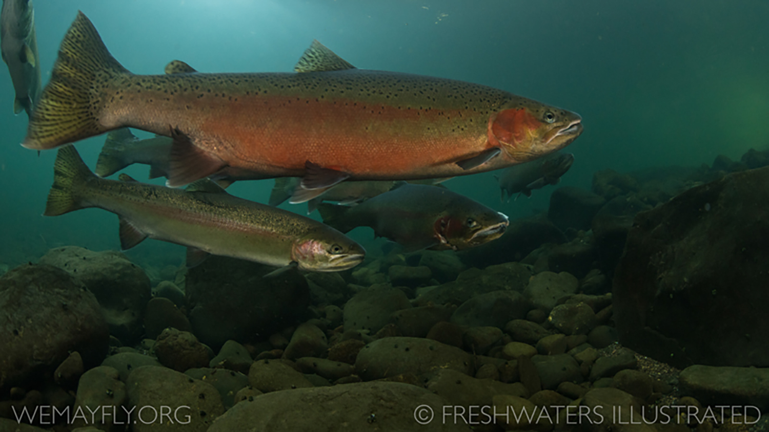 Willamette River Basin | Oregon Sea Grant | Oregon State University
