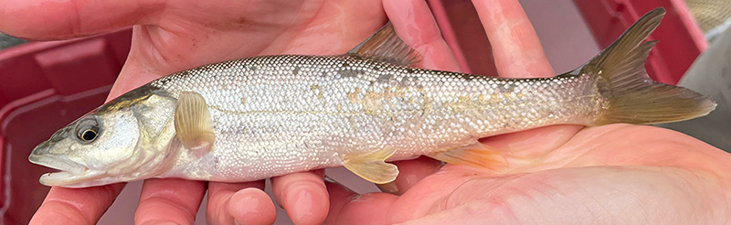 Minnow Comparison Grid | Oregon Sea Grant | Oregon State University