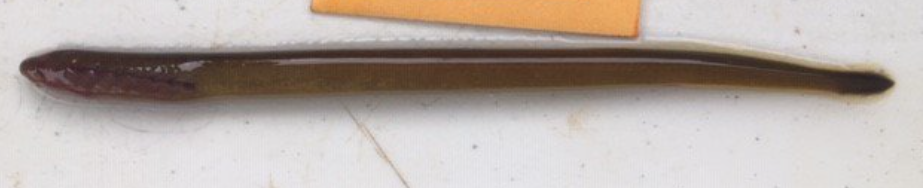Comparison of Lamprey Larval Tails | Oregon Sea Grant | Oregon State ...