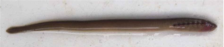 Comparison of Lamprey Larval Tails | Oregon Sea Grant | Oregon State ...
