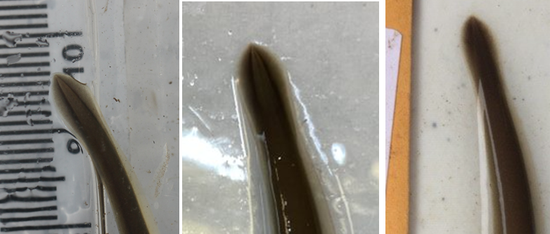 Comparison of Lamprey Larval Tails | Oregon Sea Grant | Oregon State ...