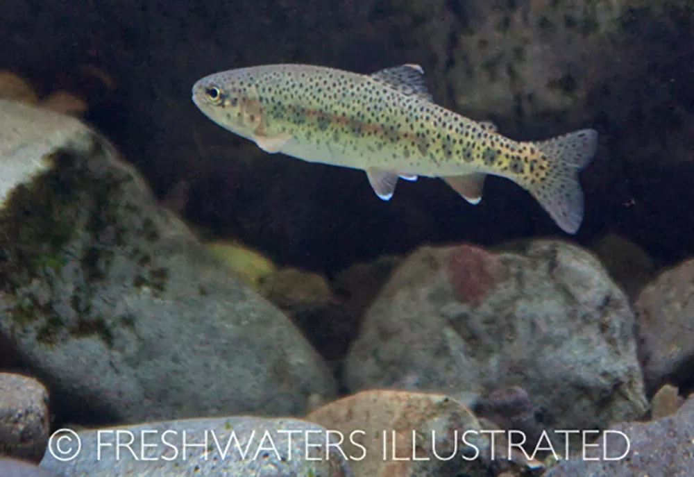 Rainbow Trout/Steelhead | Oregon Sea Grant | Oregon State University