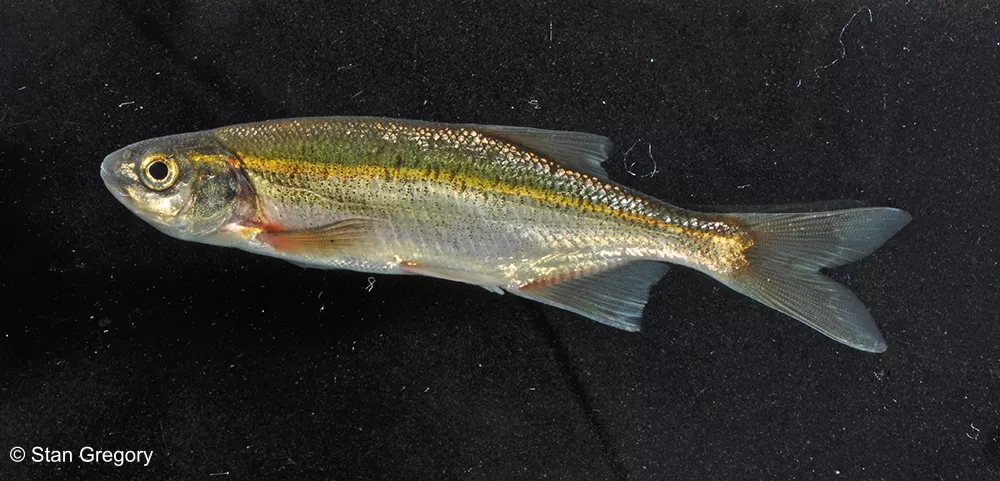 Redside Shiner Flooded Farmlands Are Boost To Native Fish And Healthy