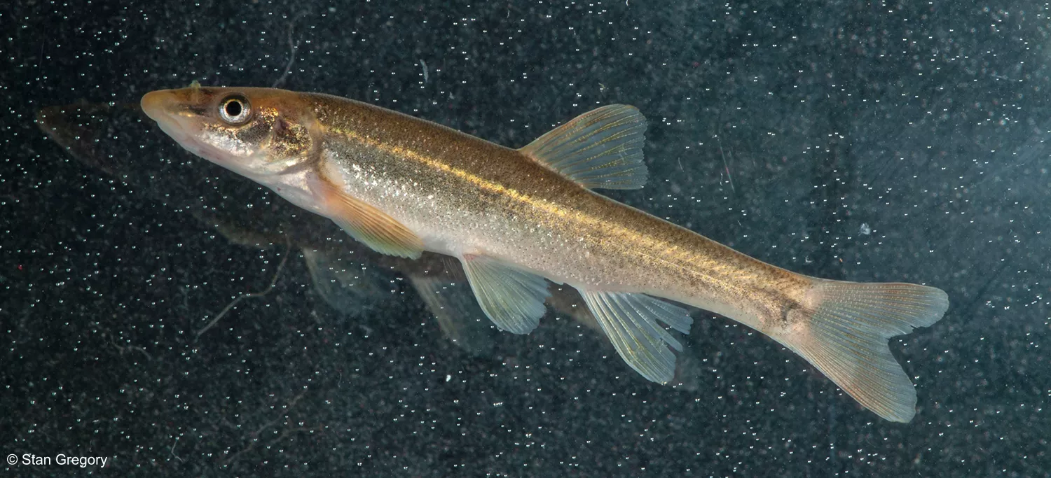 longnose dace range