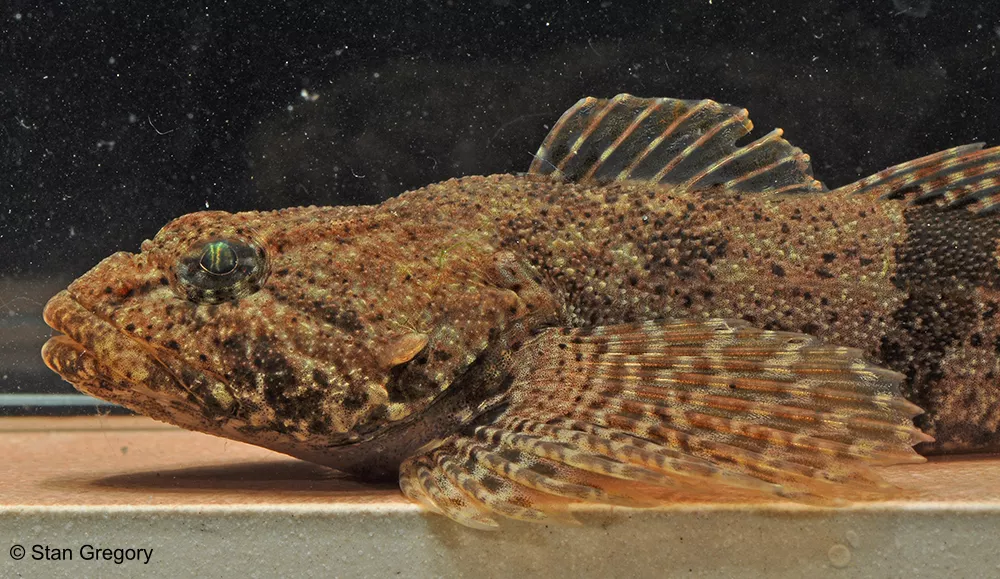 sculpin fish