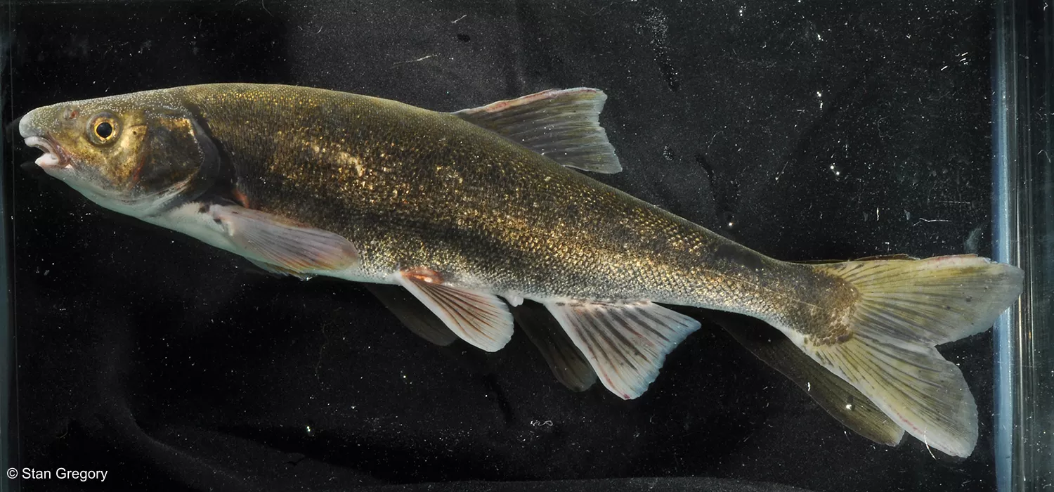 Chiselmouth | Oregon Sea Grant | Oregon State University