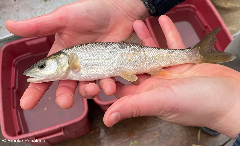 northern pikeminnow oregon