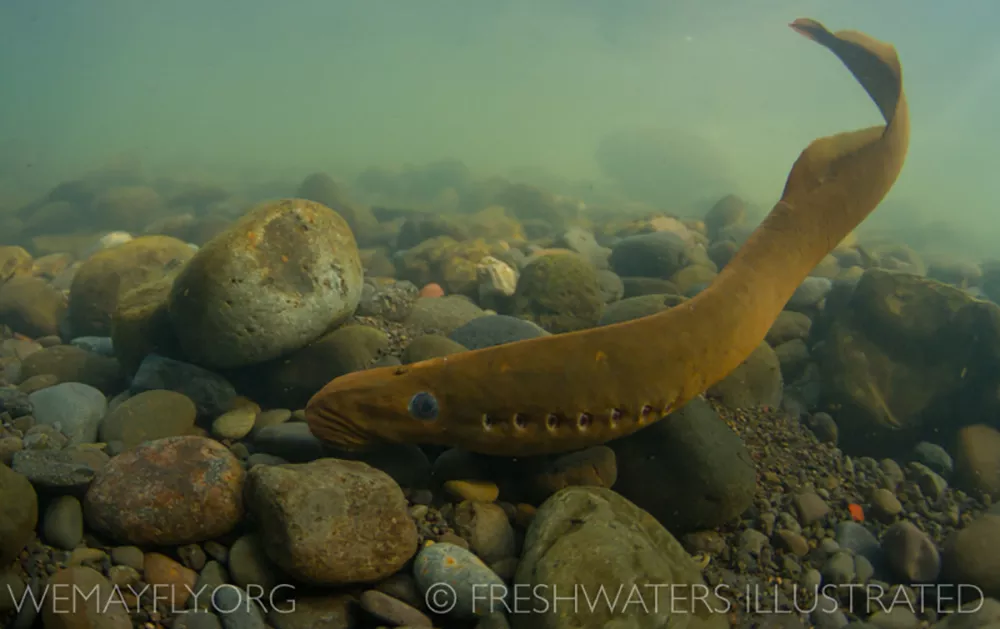 Pacific Lamprey | Oregon Sea Grant | Oregon State University