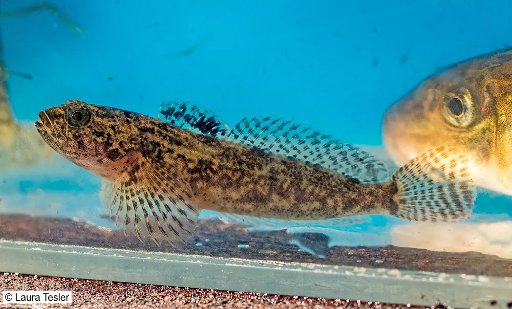 Reticulate Sculpin | Oregon Sea Grant | Oregon State University