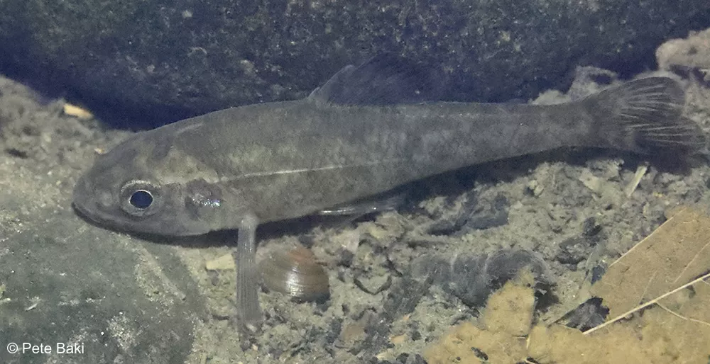 Sandroller | Oregon Sea Grant | Oregon State University