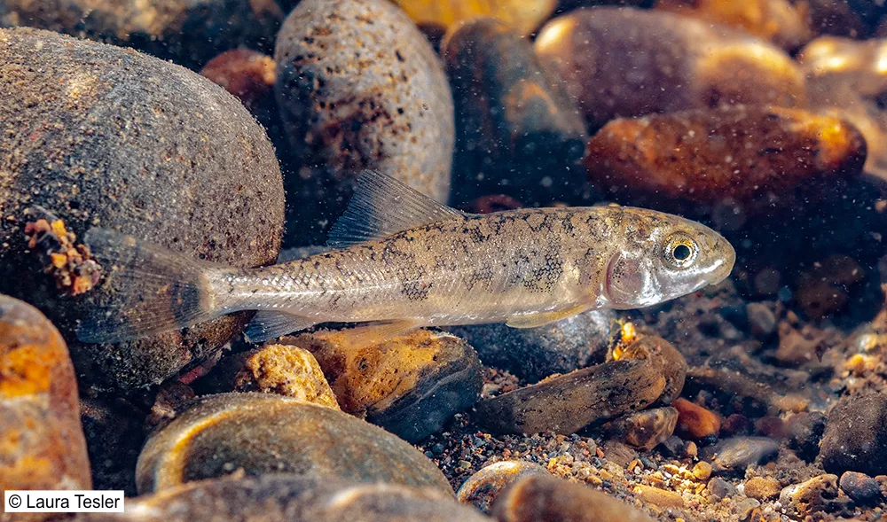 sucker fish