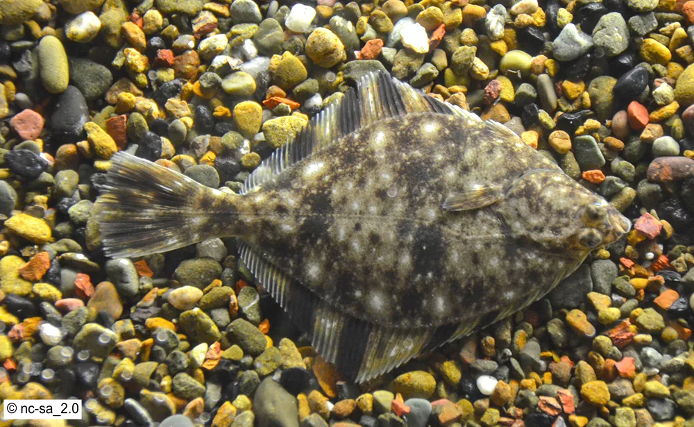 starry flounder taste