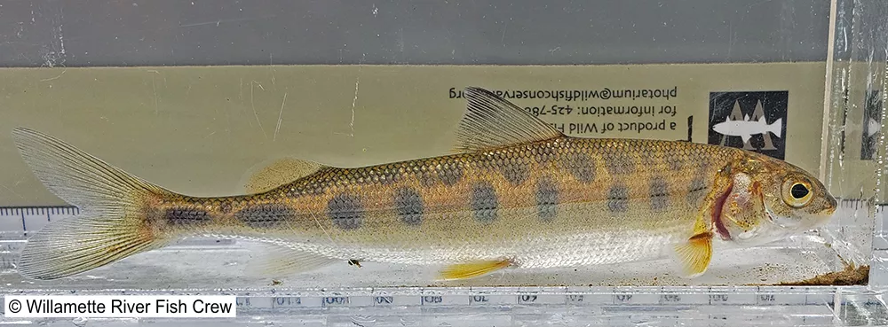 white fish