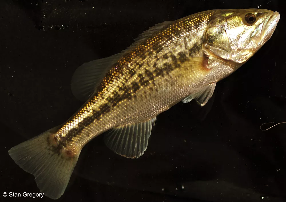 Largemouth Bass | Oregon Sea Grant | Oregon State University