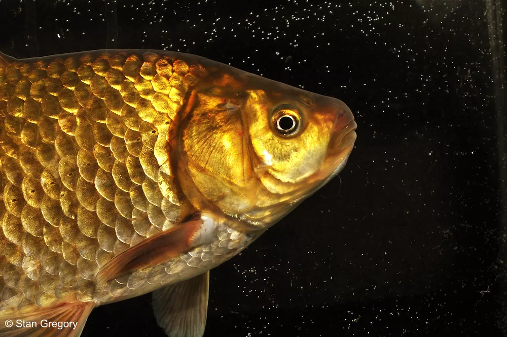 Goldfish | Oregon Sea Grant | Oregon State University