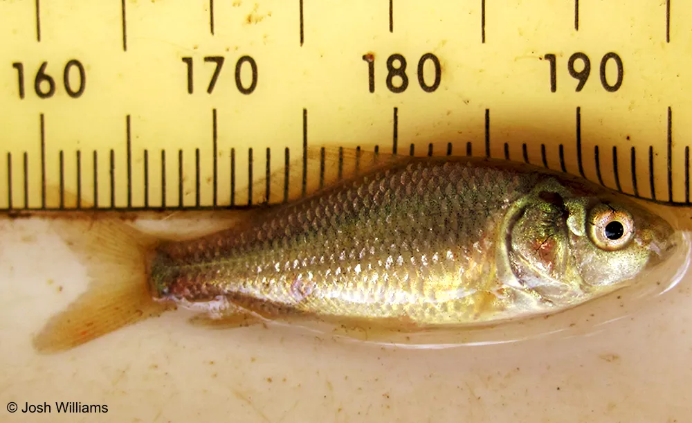 Goldfish | Oregon Sea Grant | Oregon State University