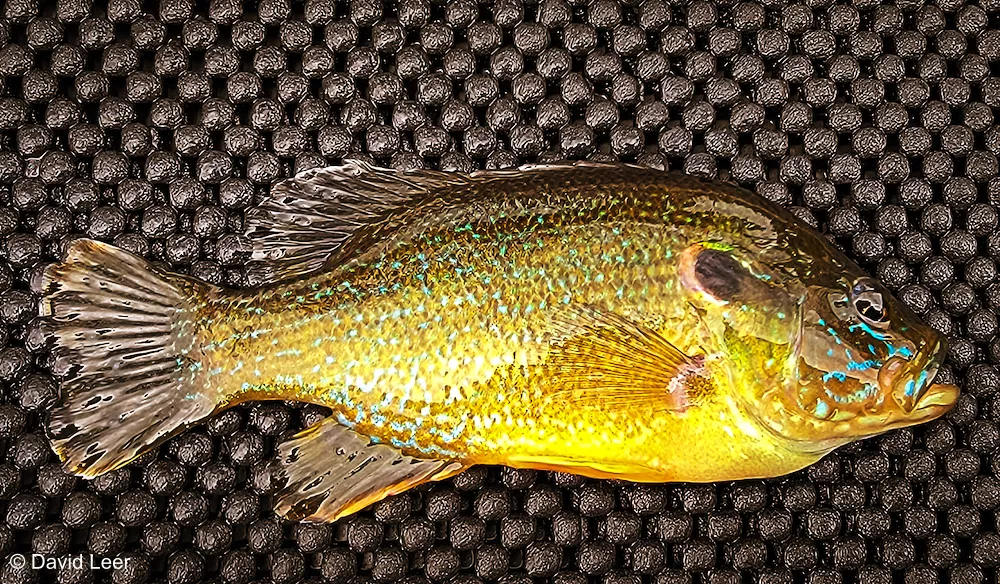 Green Sunfish | Oregon Sea Grant | Oregon State University