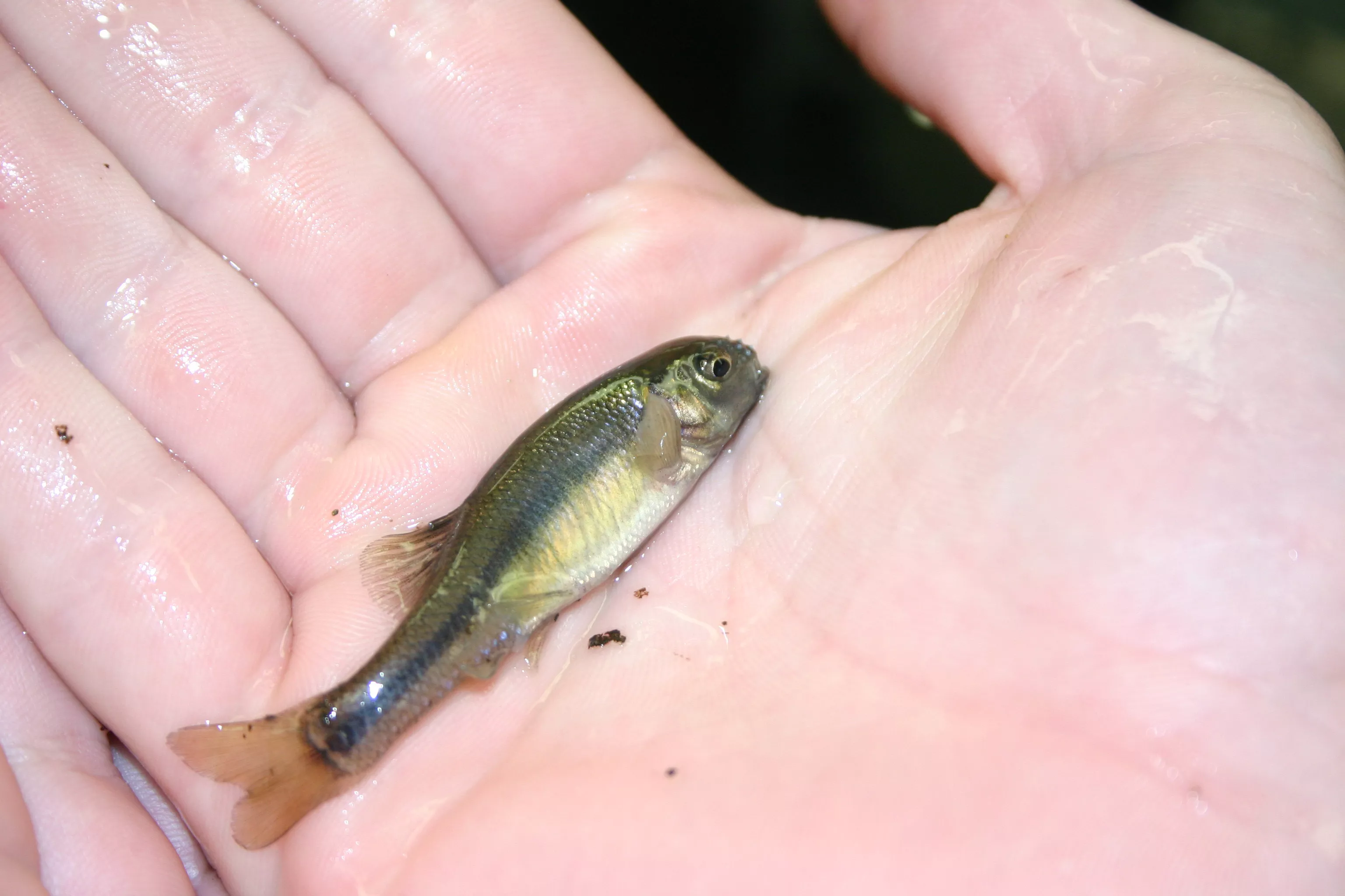 Fathead Minnow | Oregon Sea Grant | Oregon State University