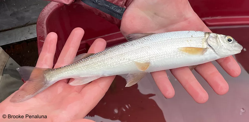 Mountain Whitefish | Oregon Sea Grant | Oregon State University