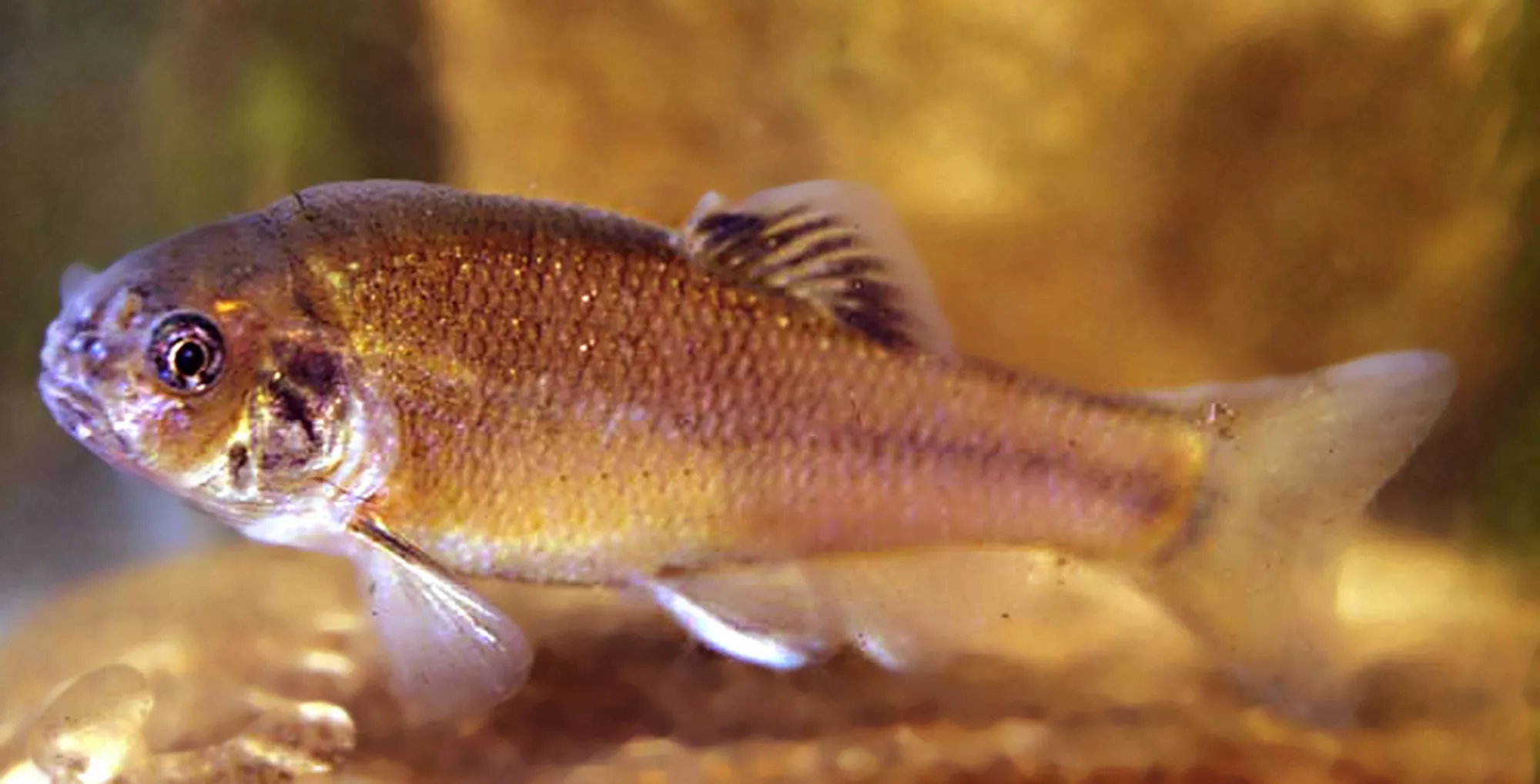 Fathead Minnow | Oregon Sea Grant | Oregon State University