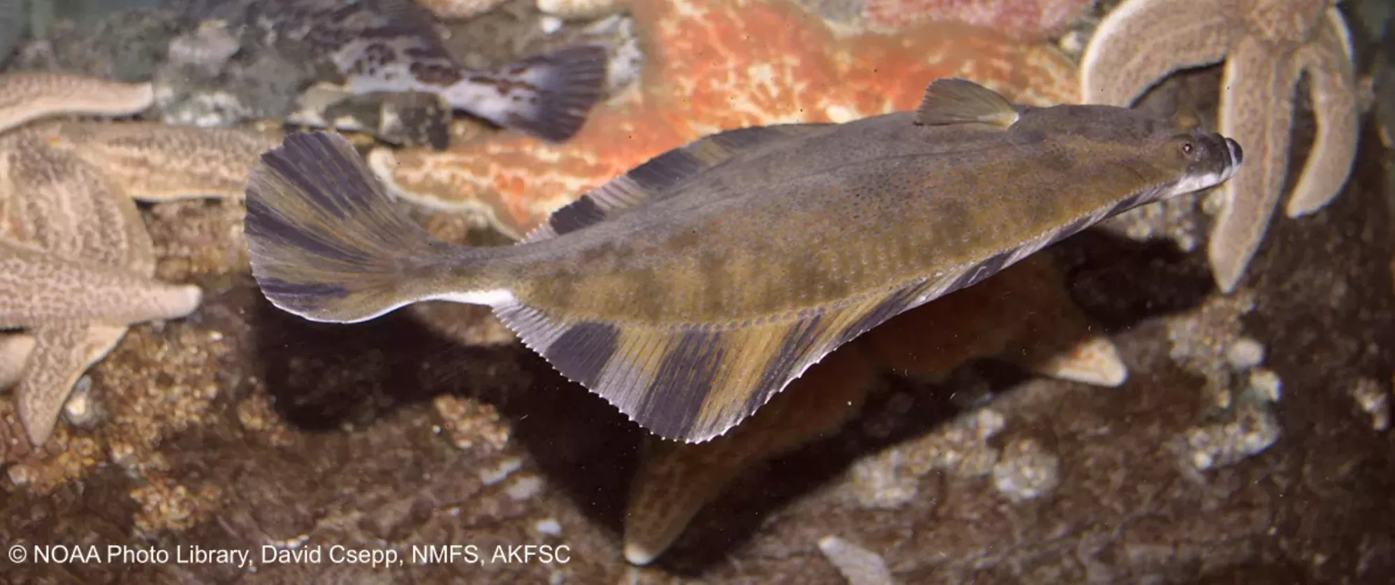 starry flounder taste