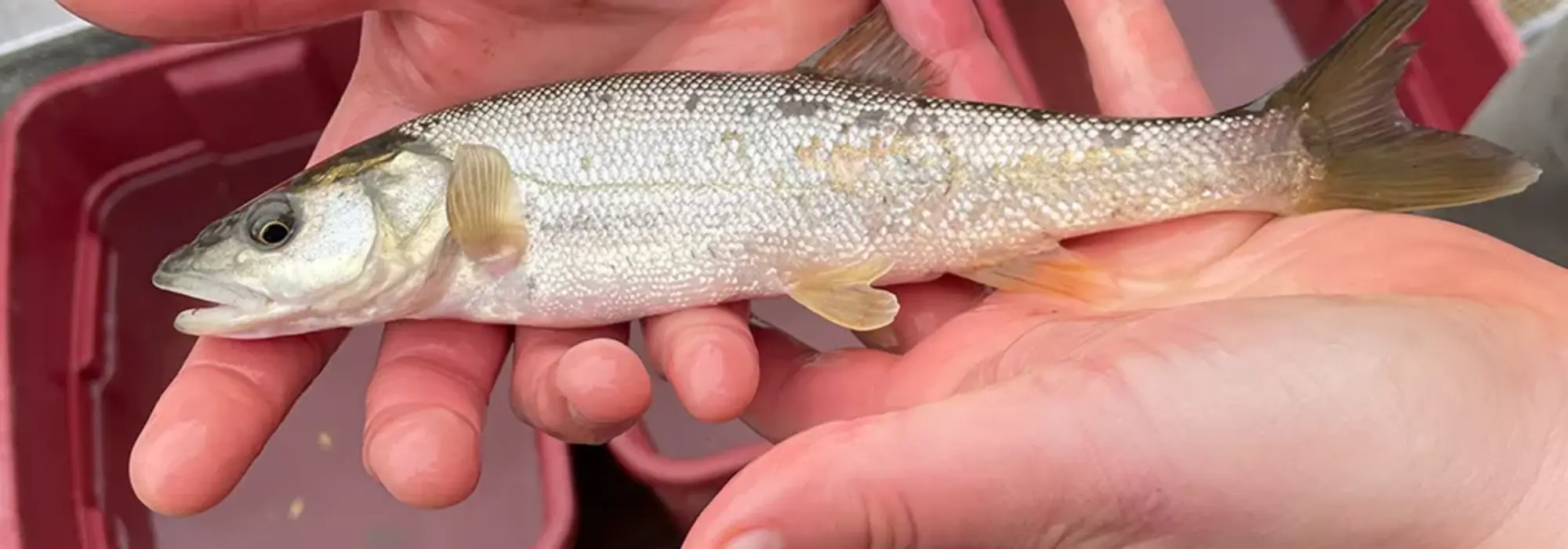 minnows fish size