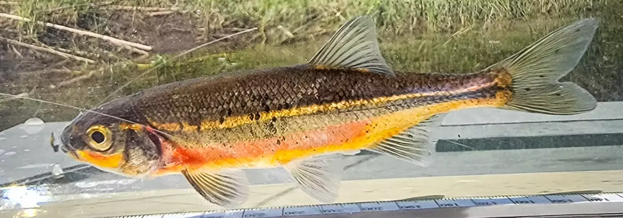 redside shiner