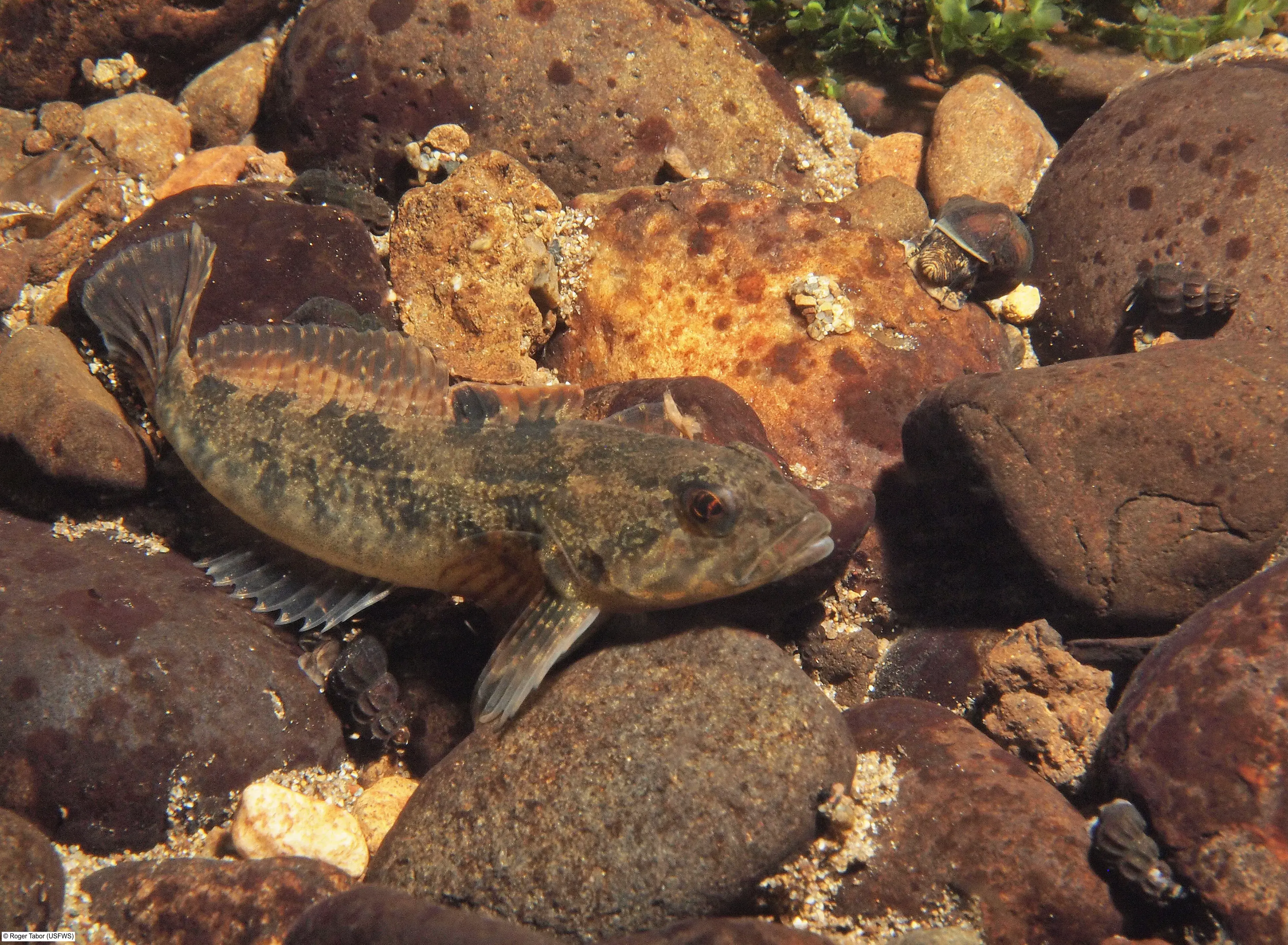 mottled sculpin range