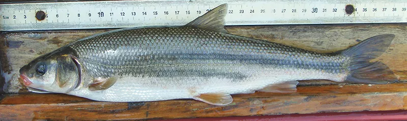 Minnow Comparison Grid | Oregon Sea Grant | Oregon State University