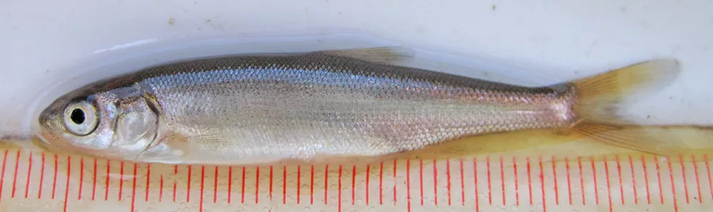 Minnow Comparison Grid | Oregon Sea Grant | Oregon State University