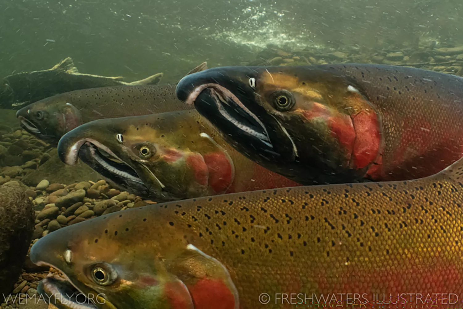 Coho Salmon | Oregon Sea Grant | Oregon State University