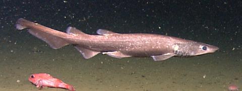 Brown Cat Shark | Oregon Sea Grant | Oregon State University