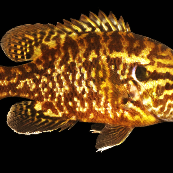 Sunfish and Bass | Oregon Sea Grant | Oregon State University