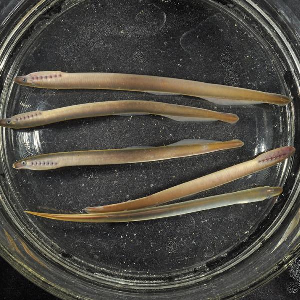 Lampreys | Oregon Sea Grant | Oregon State University