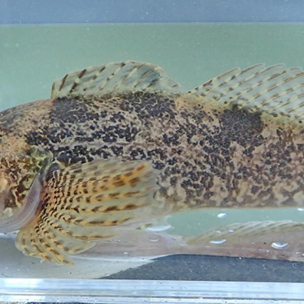 Sculpins | Oregon Sea Grant | Oregon State University