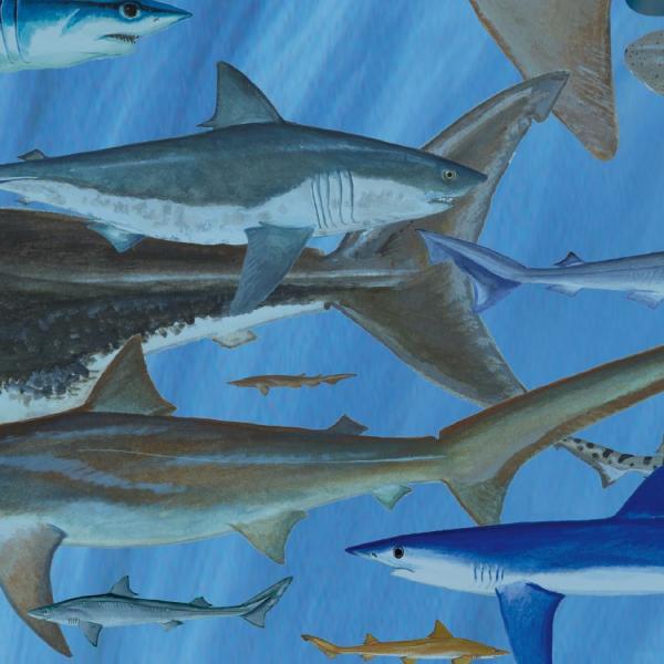 Exploring Our Coast | Oregon Sea Grant | Oregon State University