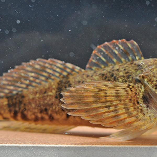 Sculpins | Oregon Sea Grant | Oregon State University